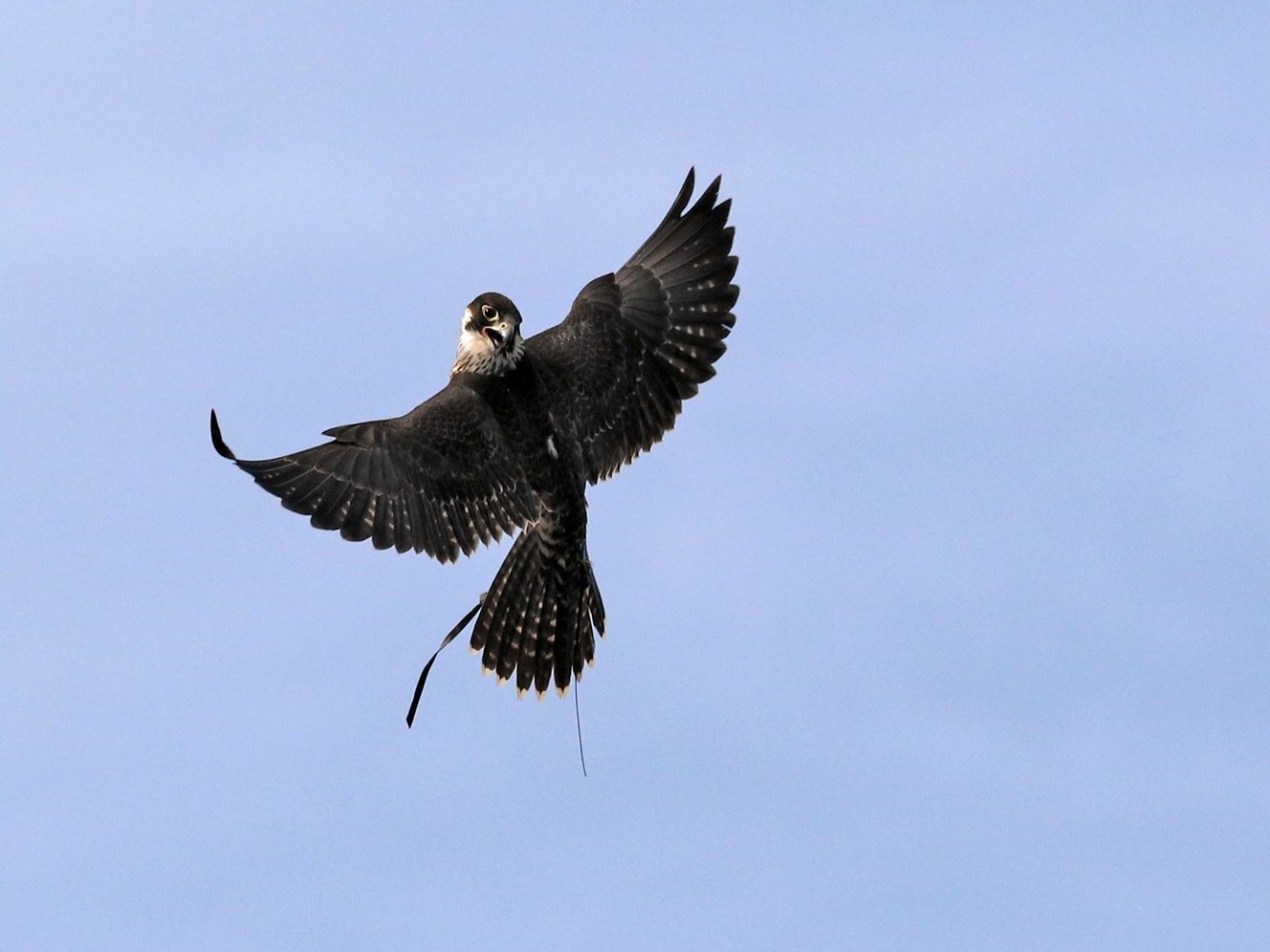 Falconry Experiences